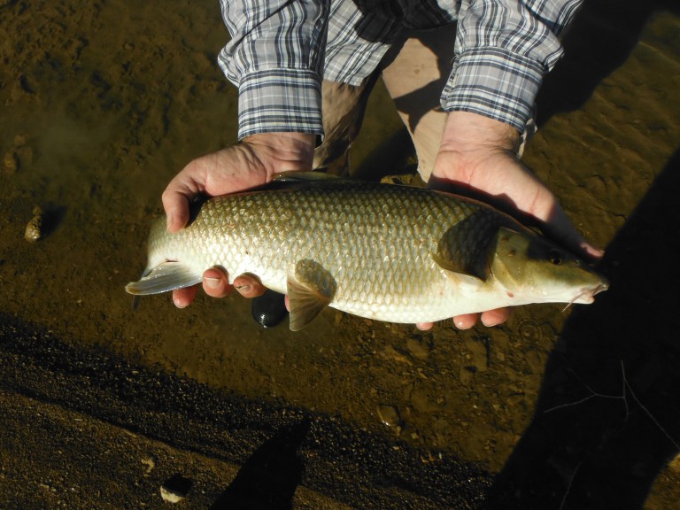 The elusive Mediterranean Barbel | fishydreams