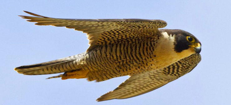 Peregrin Falcon | fishydreams