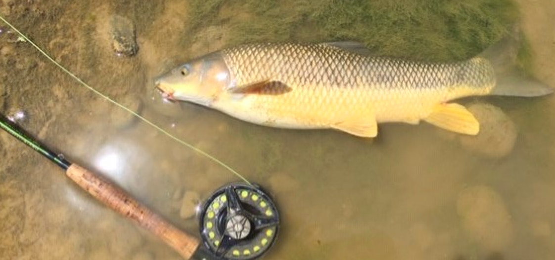 An afternoon with Johan Terblanche | fishydreams